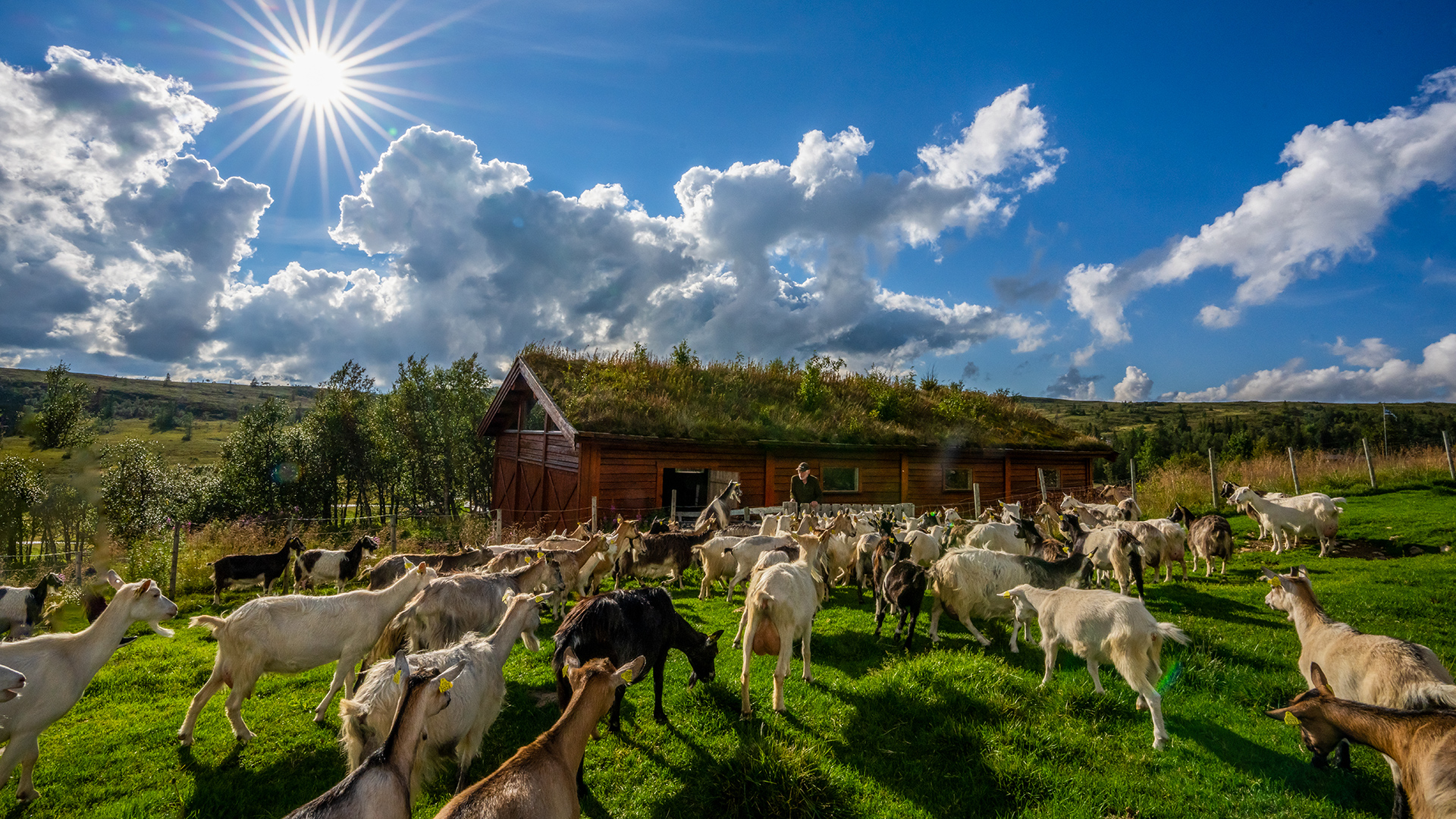 Happy goat lucky at Bryn farm